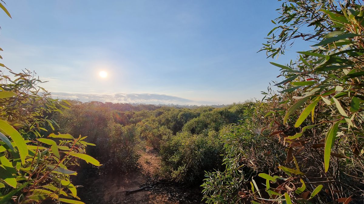 The complete Guide to Eucalyptus Oil. Blue Eucy Australian Oils